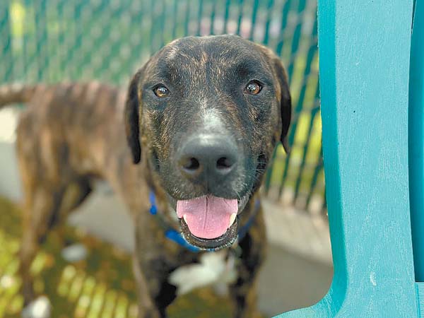 os pet of the week 4-15 | News, Sports, Jobs - Maui News